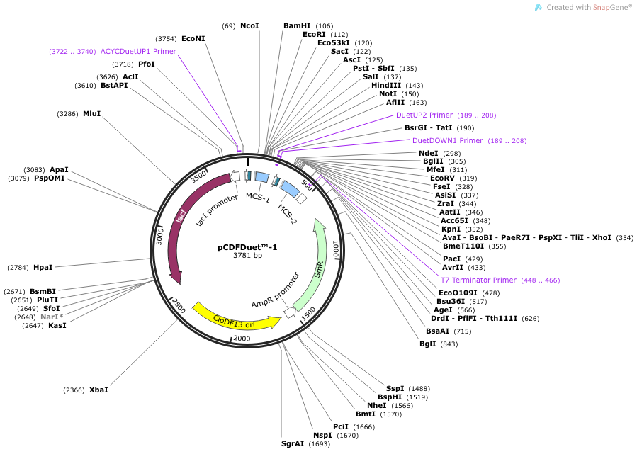 pCDFDuet-1载体_质粒图谱 - 优宝生物