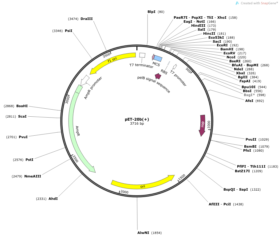 pET-20b(+)载体_质粒图谱 - 优宝生物