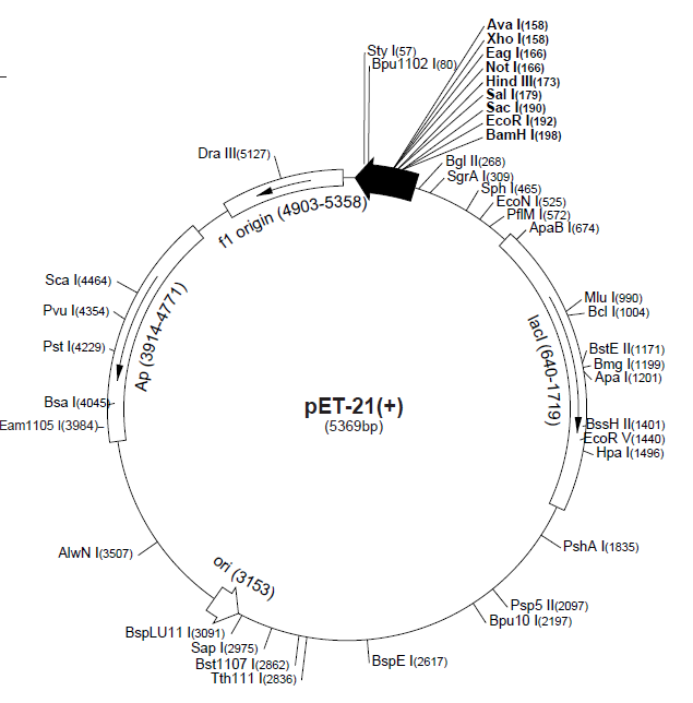 pET-21(+)载体_质粒图谱 - 优宝生物
