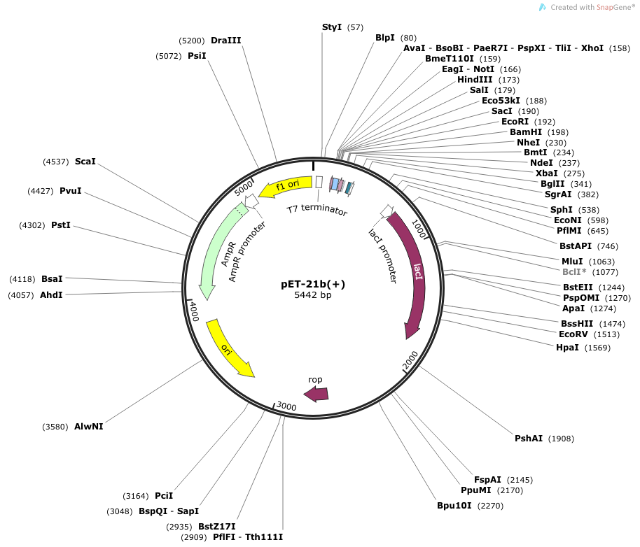 pET-21b(+)载体_质粒图谱 - 优宝生物