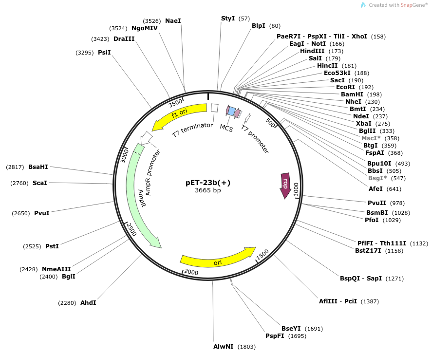 pET-23b(+)载体_质粒图谱 - 优宝生物