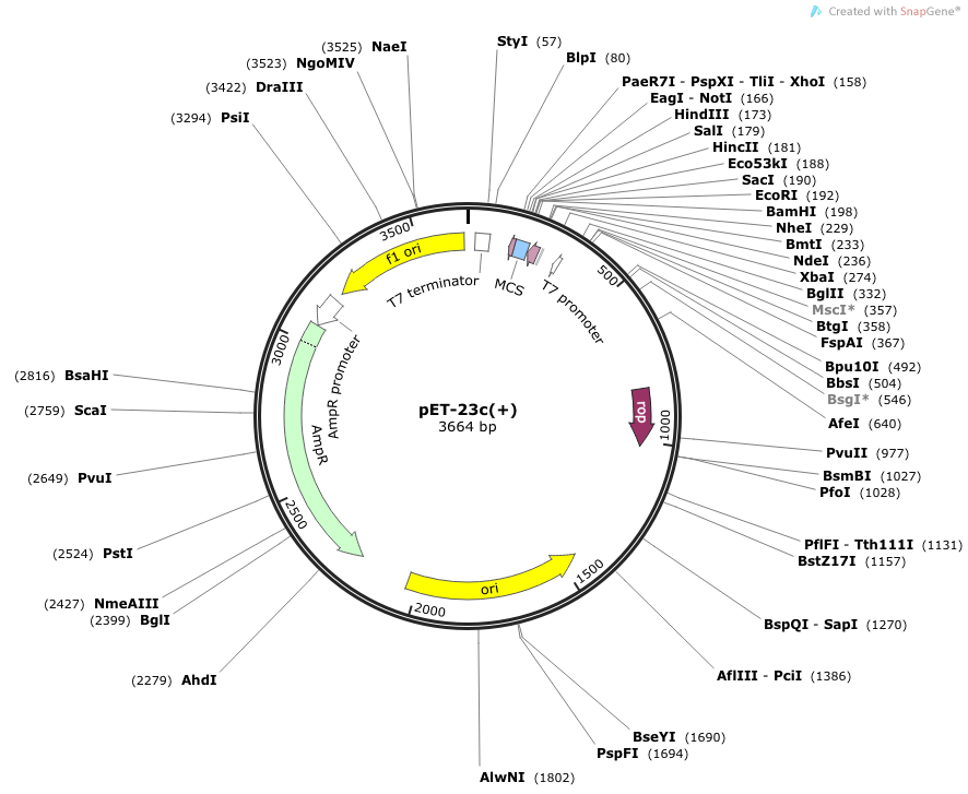 pET-23c(+)载体_质粒图谱 - 优宝生物