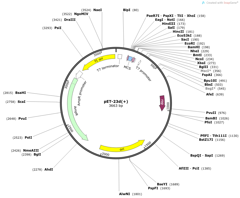 pET-23d(+)载体_质粒图谱 - 优宝生物