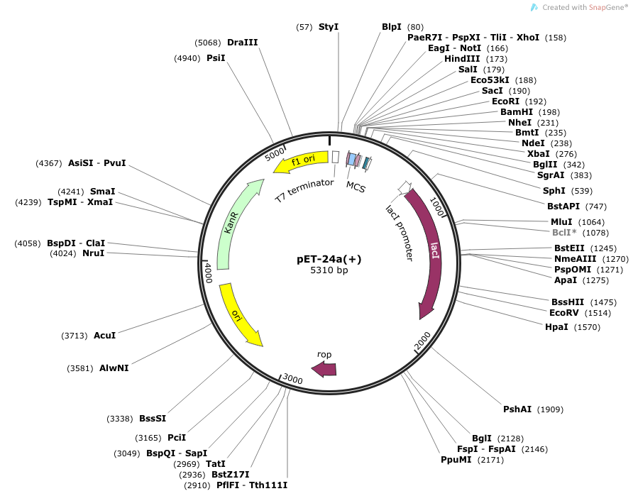 pET-24a(+)载体_质粒图谱 - 优宝生物