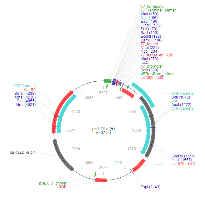 pET-24d(+)载体_质粒图谱 - 优宝生物