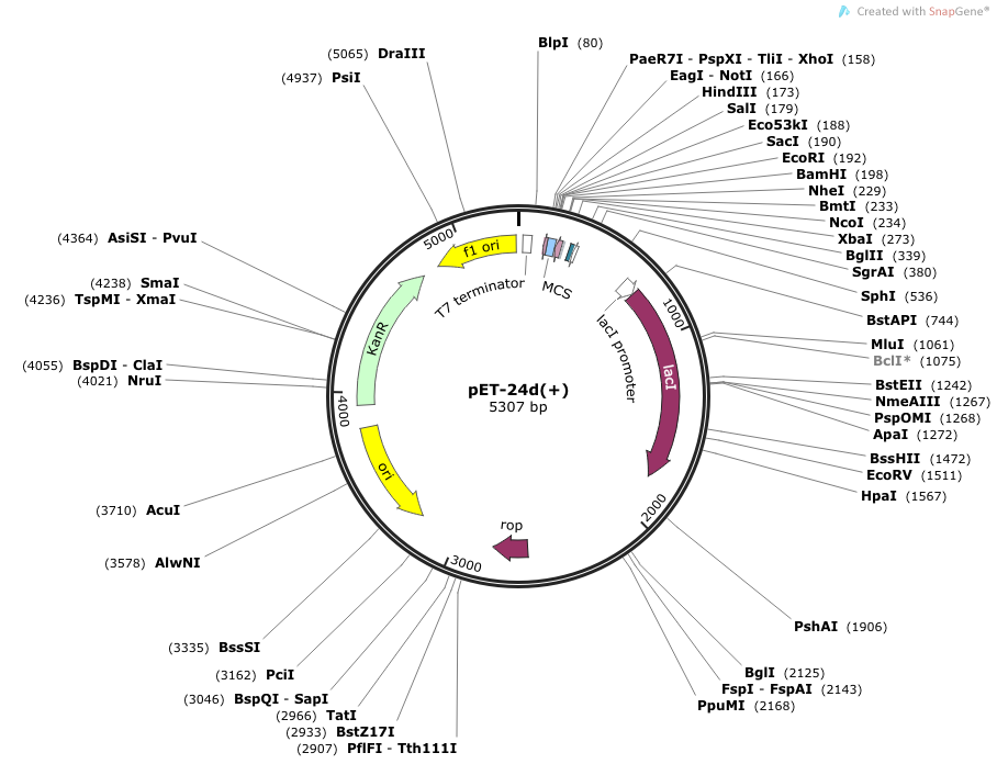 pET-24d(+)载体_质粒图谱 - 优宝生物