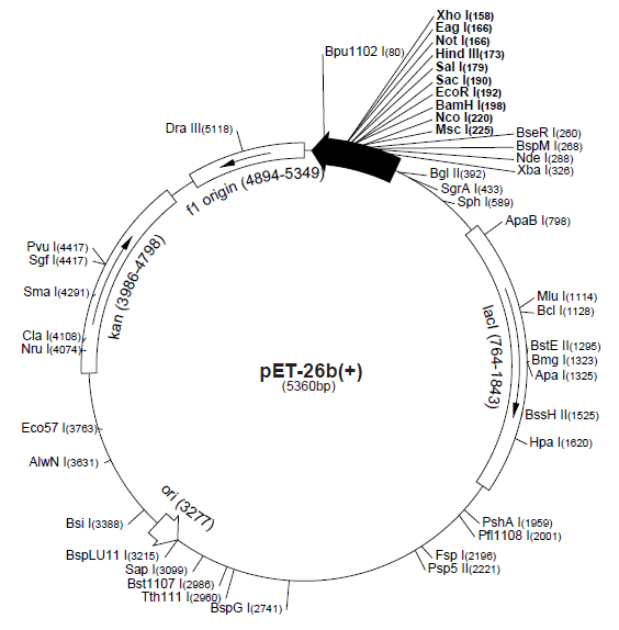 pET-26b(+)载体_质粒图谱 - 优宝生物