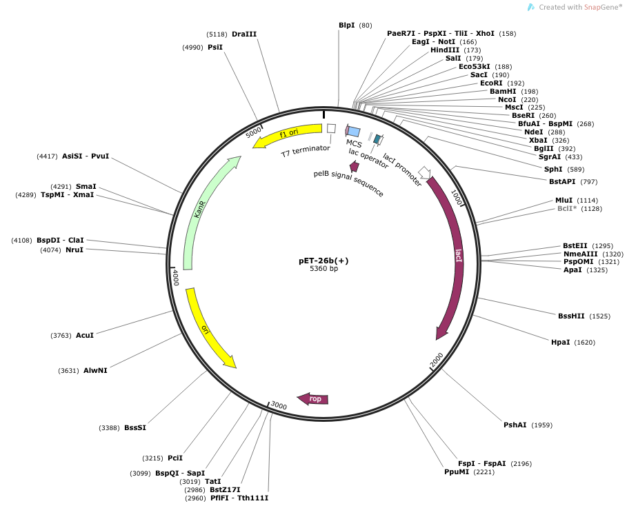 pET-26b(+)载体_质粒图谱 - 优宝生物