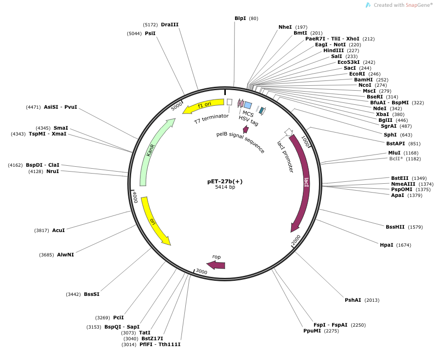 pET-27b(+)载体_质粒图谱 - 优宝生物