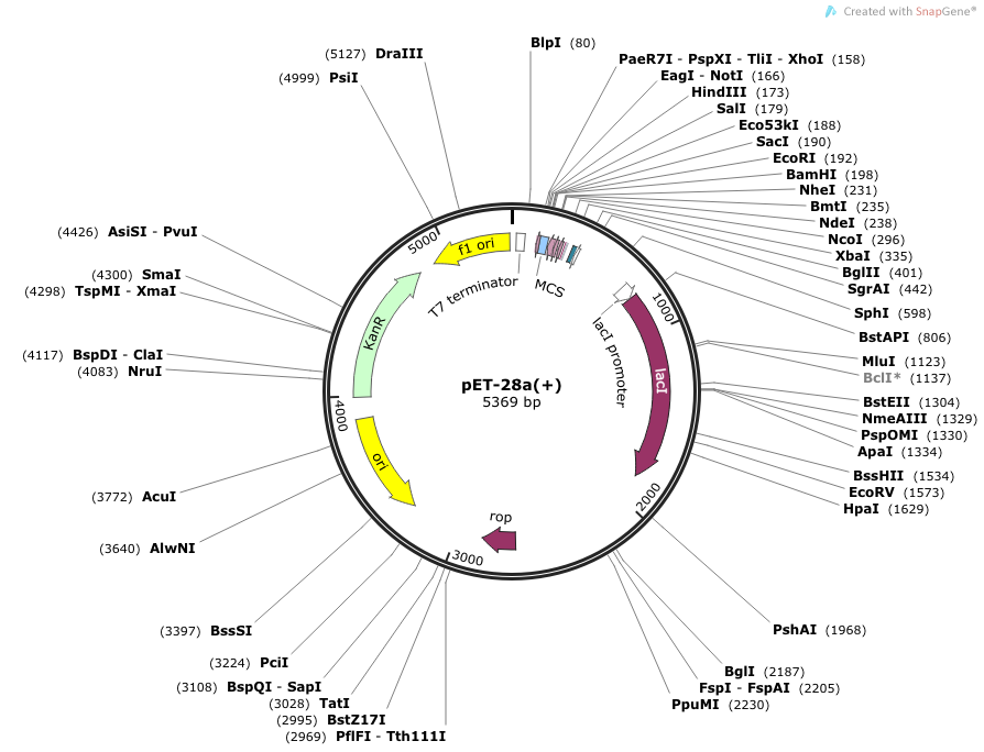 pET-28a(+)载体_质粒图谱 - 优宝生物