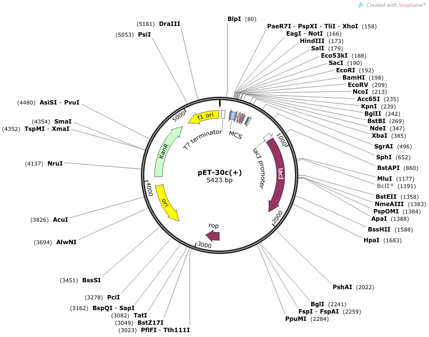 pET-30c(+)载体_质粒图谱 - 优宝生物