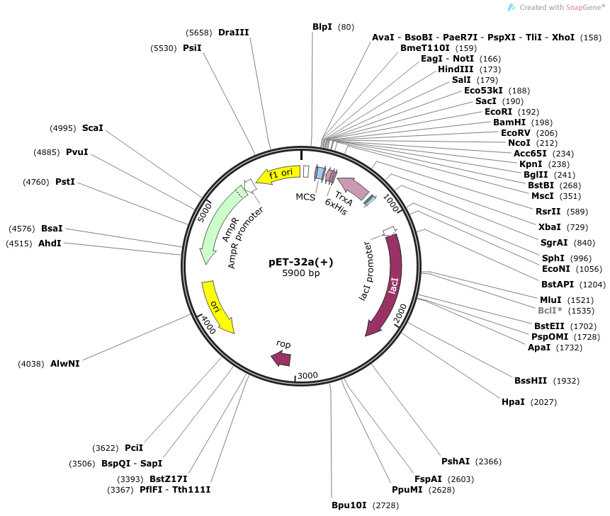 pET-32a(+)载体_质粒图谱 - 优宝生物
