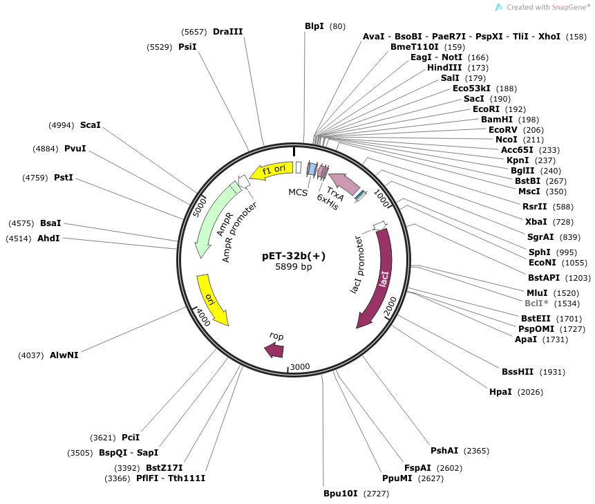 pET-32b(+)载体_质粒图谱 - 优宝生物