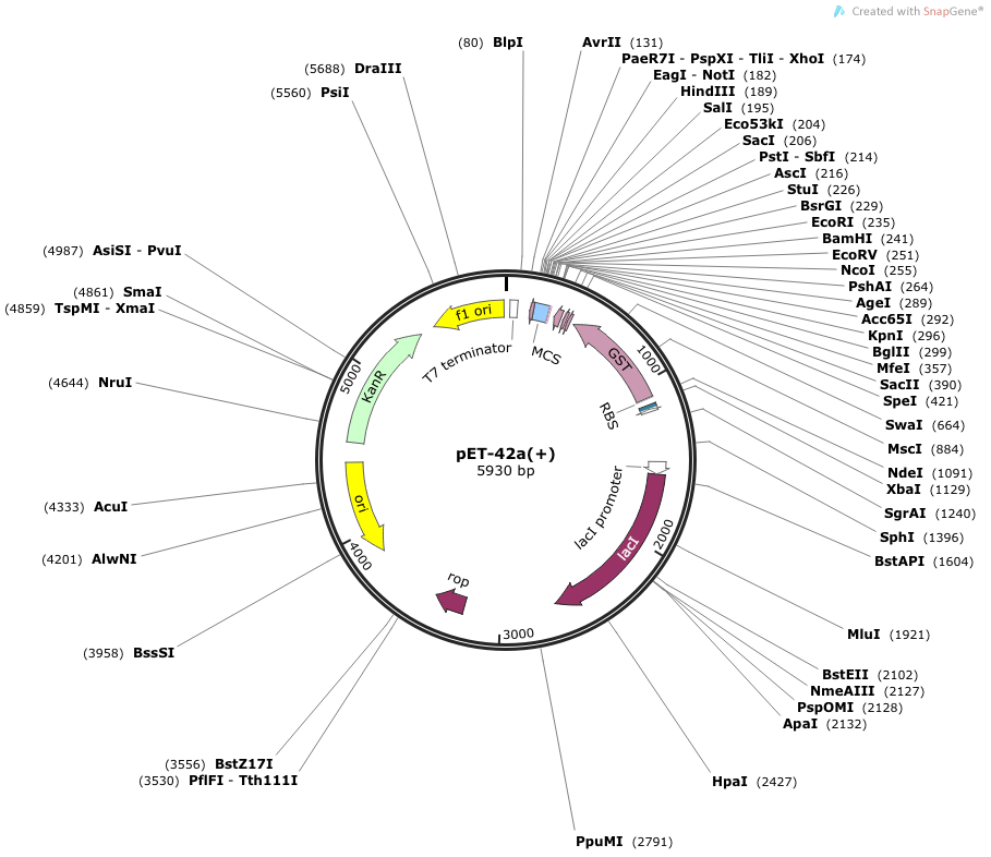 pET-42a(+)载体_质粒图谱 - 优宝生物