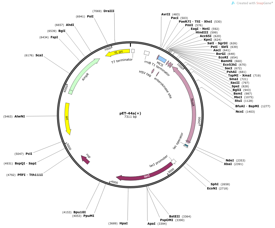 pET-44a(+)载体_质粒图谱 - 优宝生物