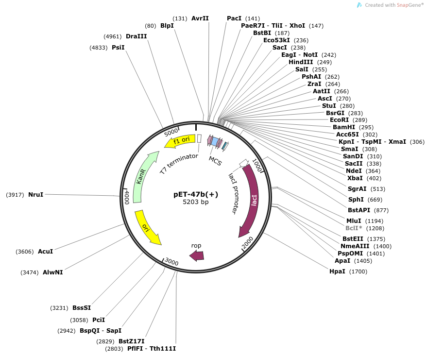 pET-47b(+)载体_质粒图谱 - 优宝生物