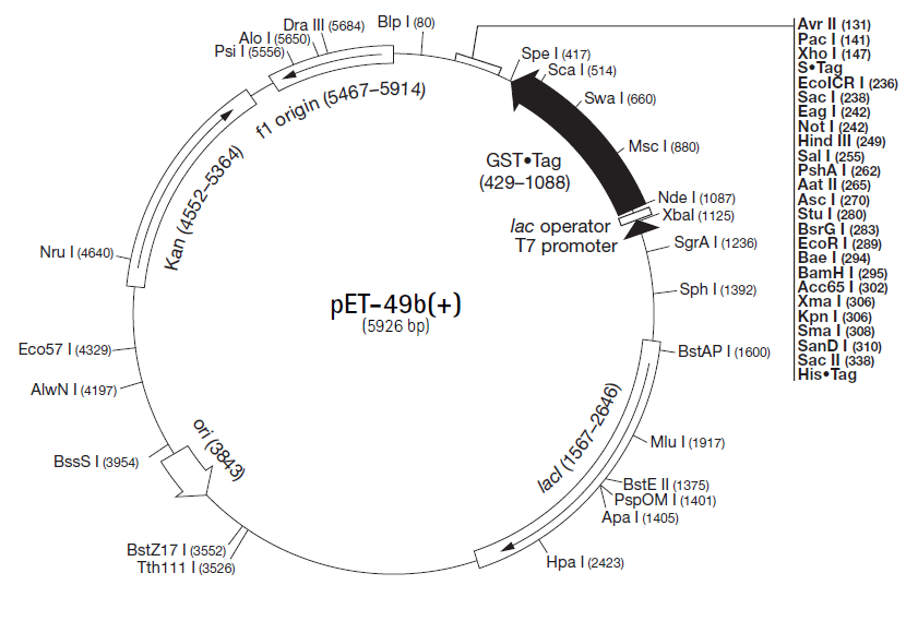 pET-49b(+)载体_质粒图谱 - 优宝生物