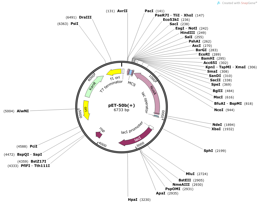 pET-50b(+)载体_质粒图谱 - 优宝生物