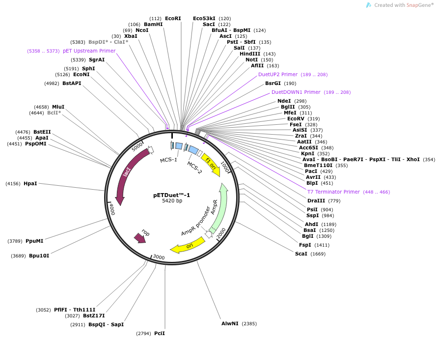 pETDuet-1载体_质粒图谱 - 优宝生物