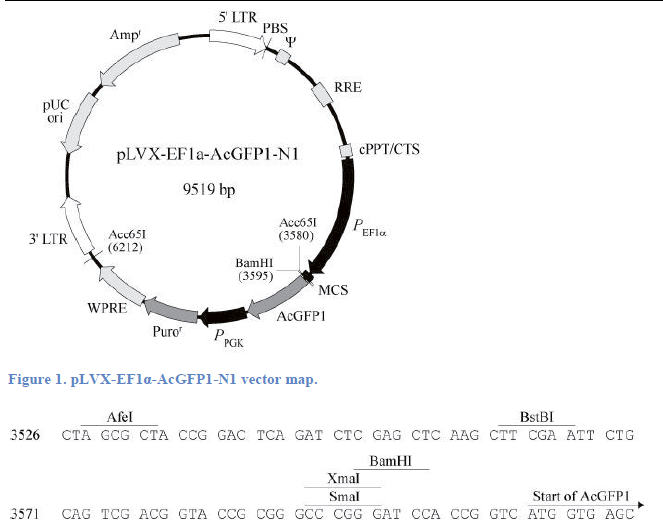 pLVX-EF1α-AcGFP1-N1载体_质粒图谱 - 优宝生物