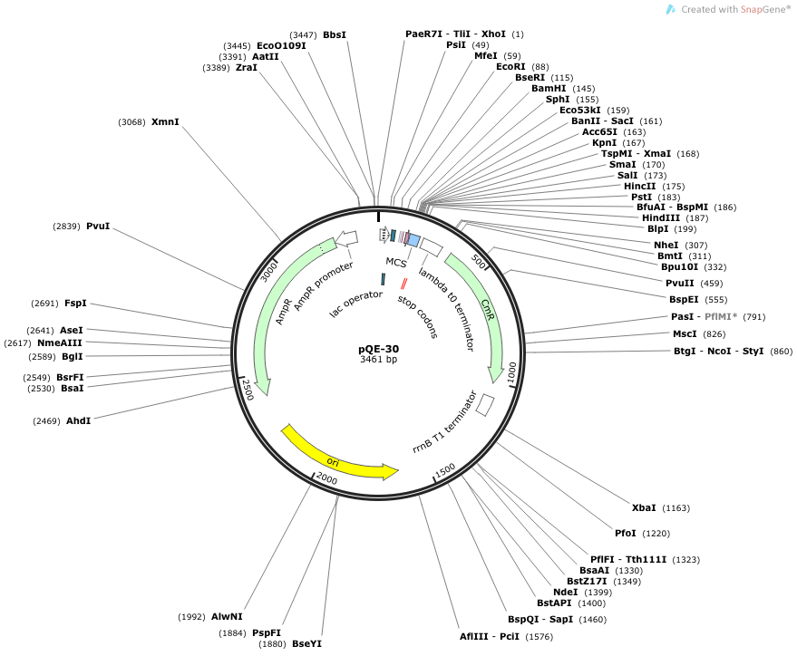 pQE-30载体_质粒图谱 - 优宝生物