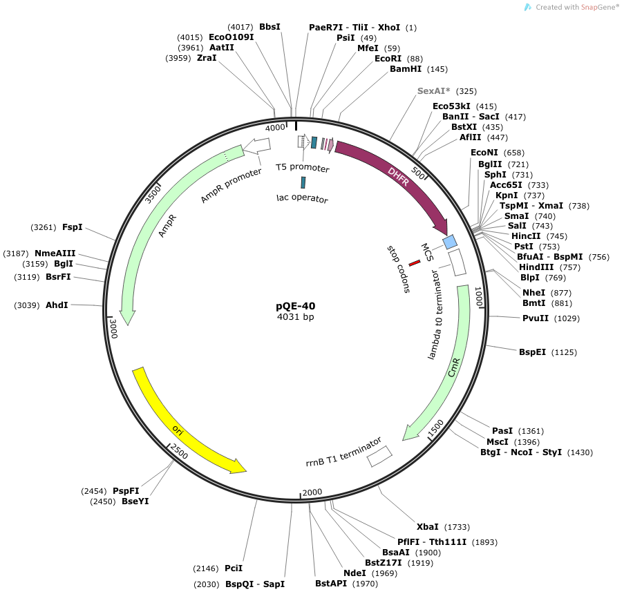 pQE-40载体_质粒图谱 - 优宝生物