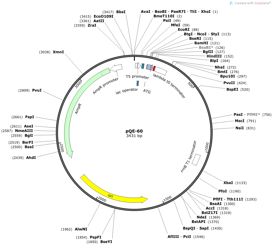 pQE-60载体_质粒图谱 - 优宝生物