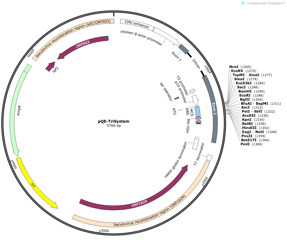 pQE-Trisystem载体_质粒图谱 - 优宝生物