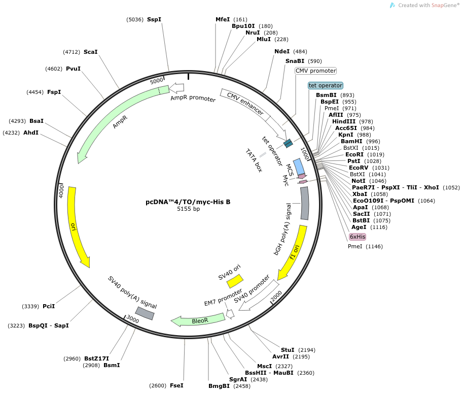 pcDNA4/TO/myc-His B载体_质粒图谱 - 优宝生物