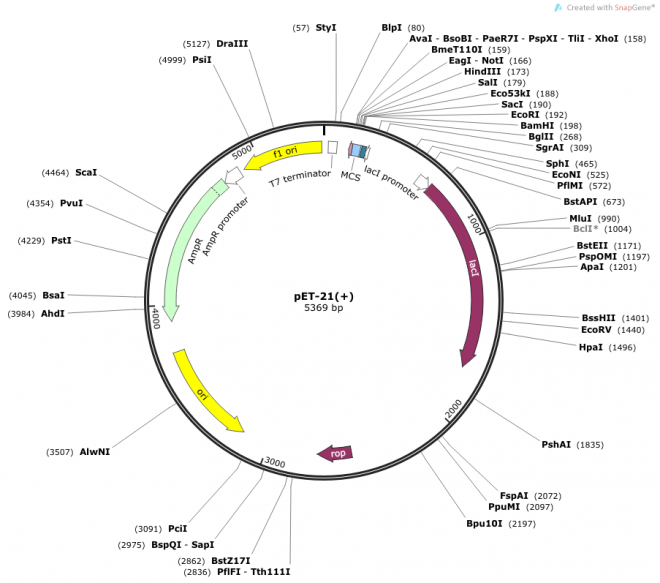 pET-21(+) 载体品牌：LMAI Bio中国/美国/欧洲-盖德化工网