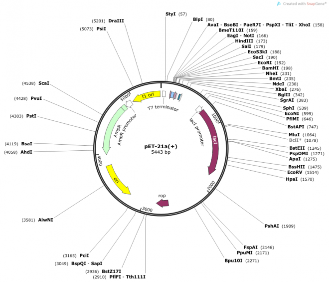 pET-21a(+)载体_质粒图谱 - 优宝生物