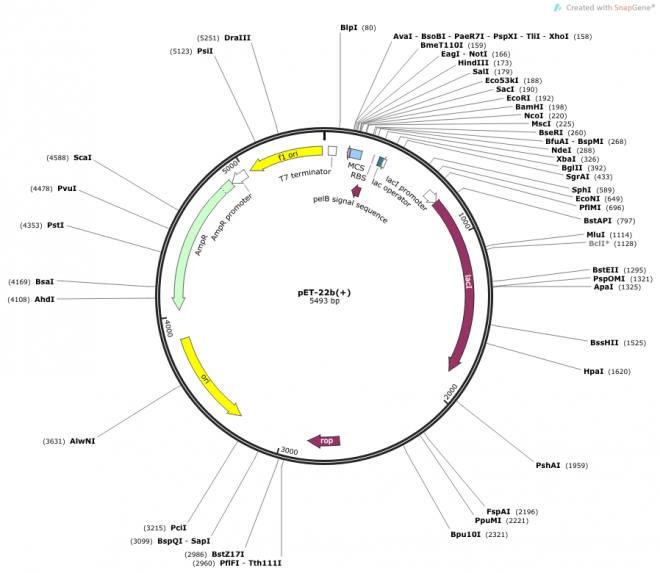 pET-22b(+)载体_质粒图谱 - 优宝生物