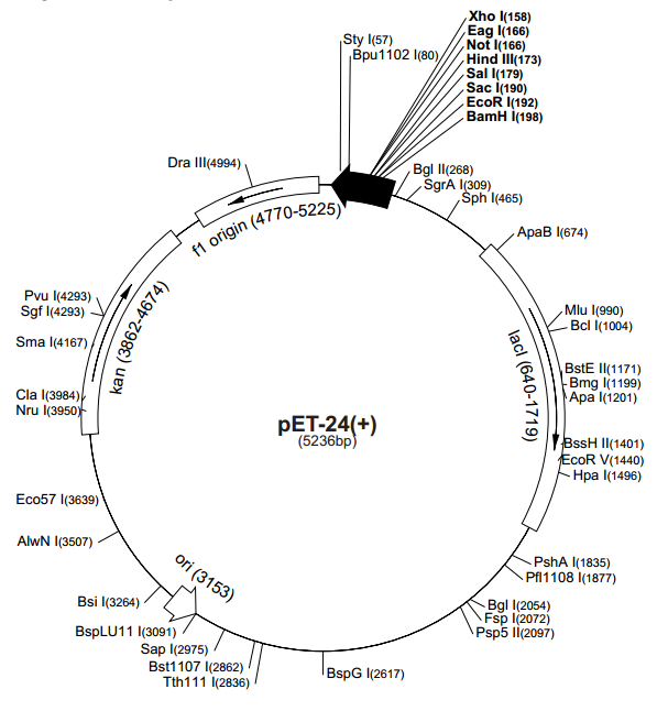 pET-24(+)载体_质粒图谱 - 优宝生物