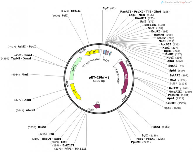 pET-29b(+)载体_质粒图谱 - 优宝生物