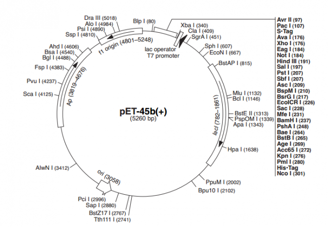 pET-45b(+)载体_质粒图谱 - 优宝生物