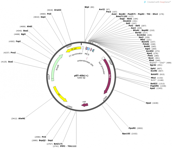 pET-45b(+)载体_质粒图谱 - 优宝生物