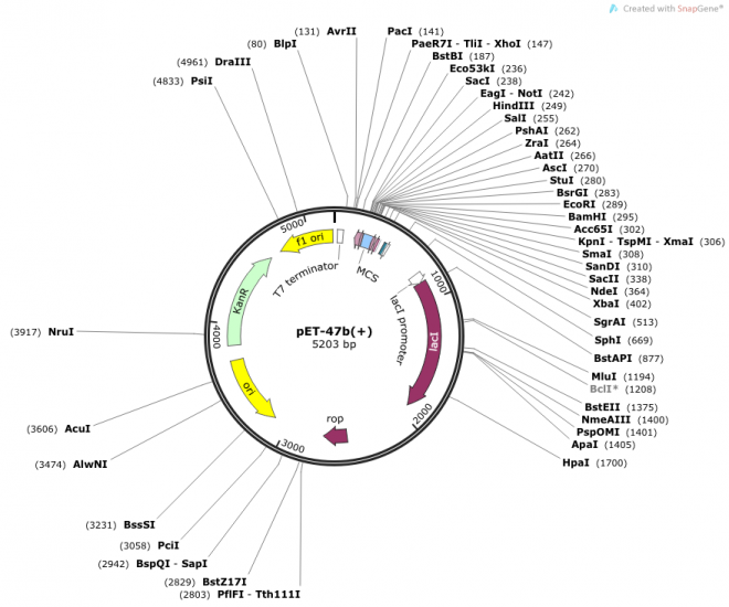 pET-47b(+)载体_质粒图谱 - 优宝生物