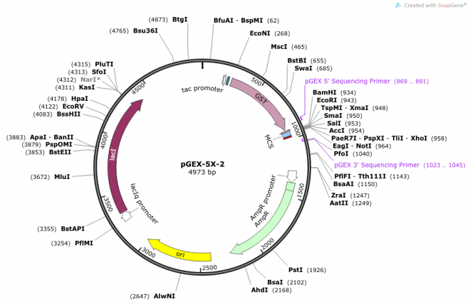 pGEX-5X-2 - 质粒载体 - 产品中心 - 上海钰博生物科技有限公司 - Powered by XiaoCms