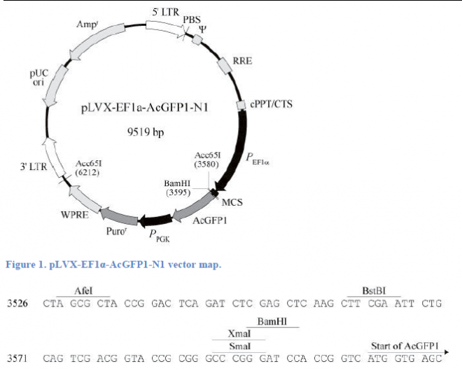 pLVX-EF1α-AcGFP1-N1载体_质粒图谱 - 优宝生物