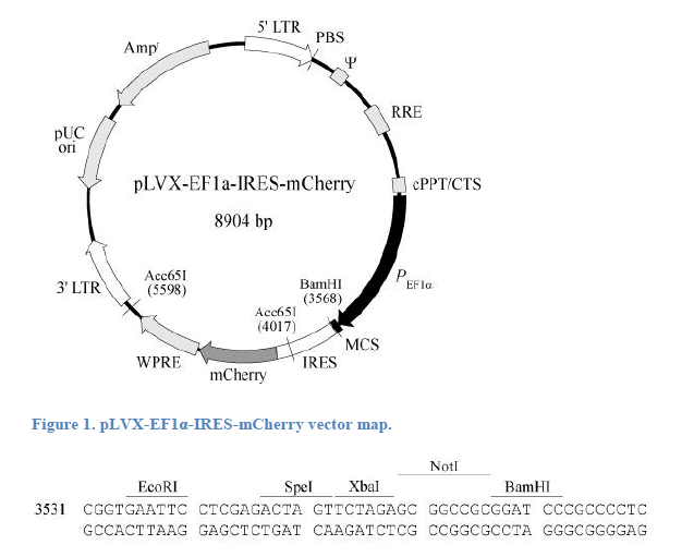 pLVX-EF1α-IRES-mCherry载体价格,详情介绍-960化工网 – 960化工网