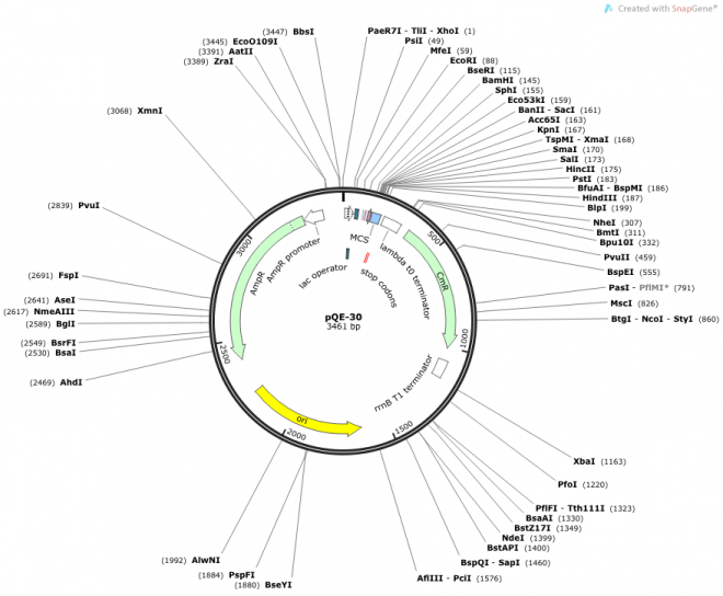 pQE-30载体_质粒图谱 - 优宝生物