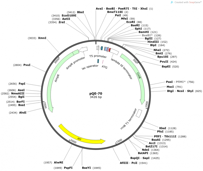 pQE-70载体_质粒图谱 - 优宝生物
